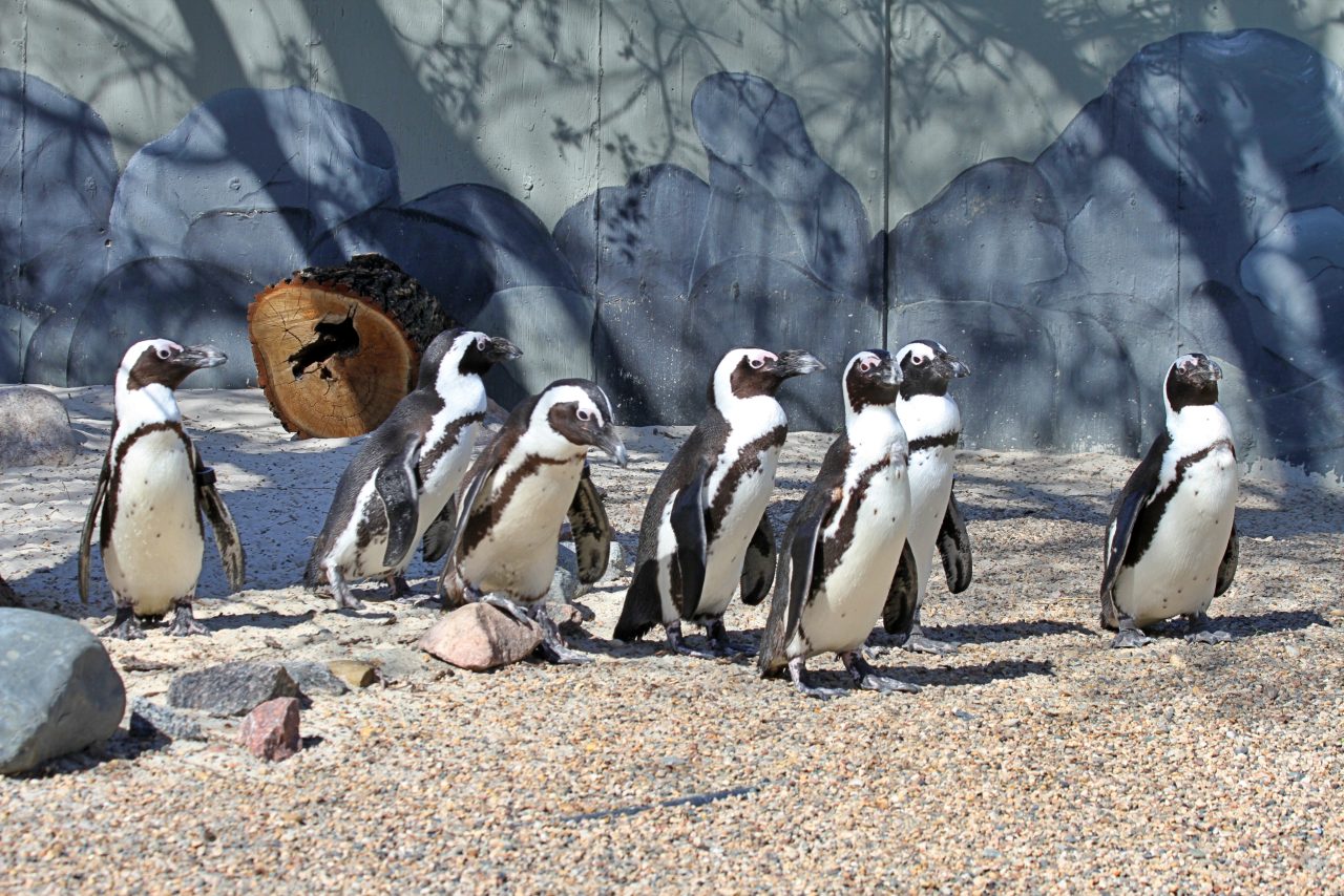 Plan Your Visit | Roosevelt Park Zoo