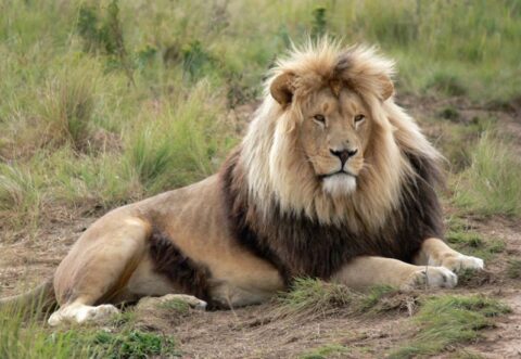 Animals | Roosevelt Park Zoo