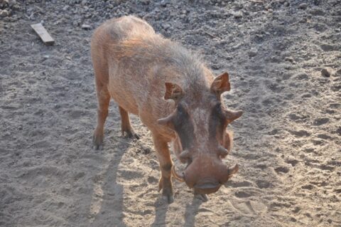Animals | Roosevelt Park Zoo