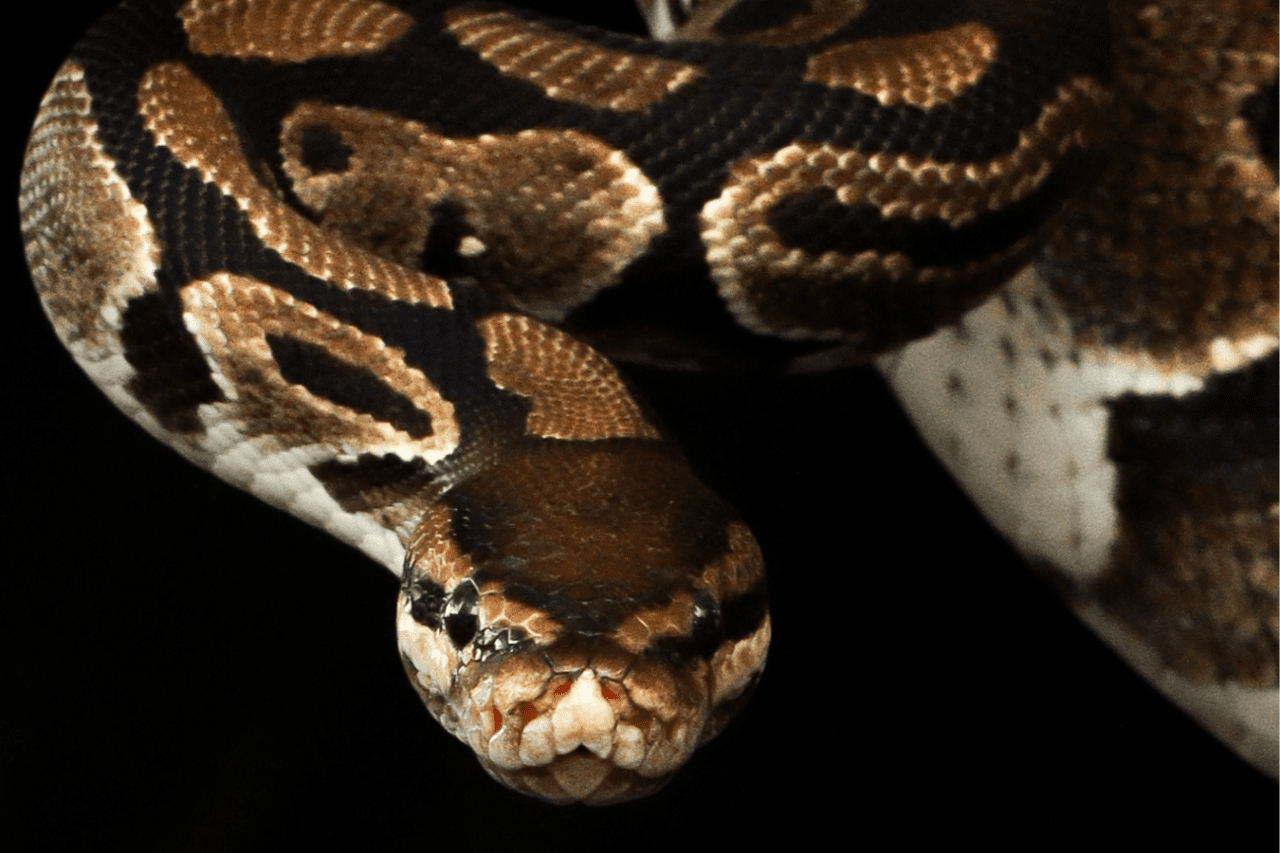 Animals | Roosevelt Park Zoo