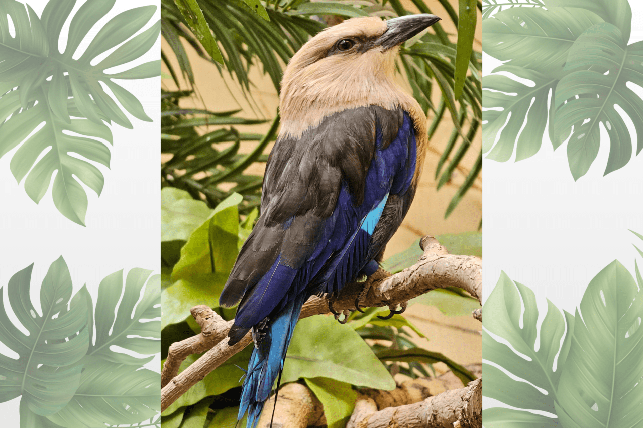 Animals | Roosevelt Park Zoo