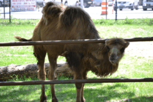 Animals | Roosevelt Park Zoo