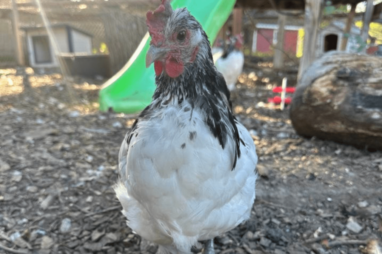 Animals | Roosevelt Park Zoo