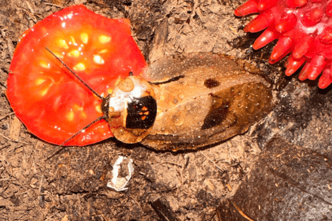 Animals | Roosevelt Park Zoo