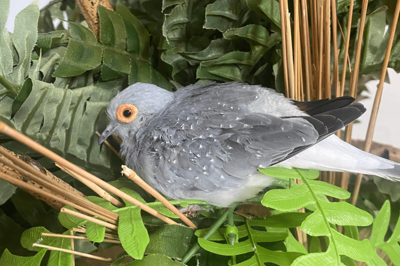 Animals | Roosevelt Park Zoo