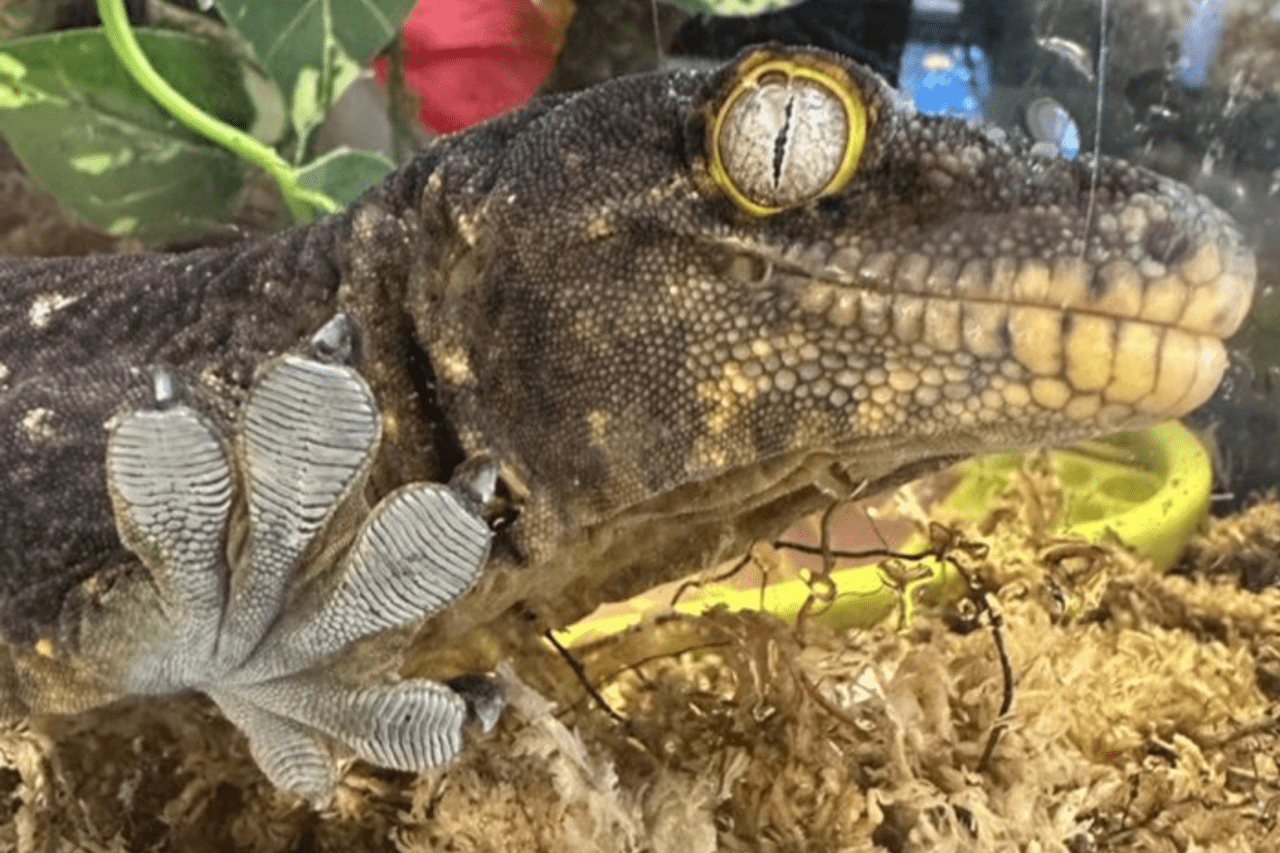 Animals | Roosevelt Park Zoo