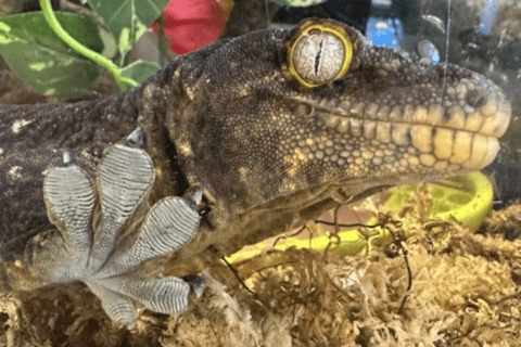 Animals | Roosevelt Park Zoo