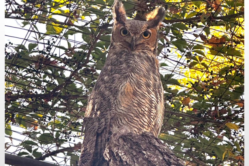 Animals | Roosevelt Park Zoo