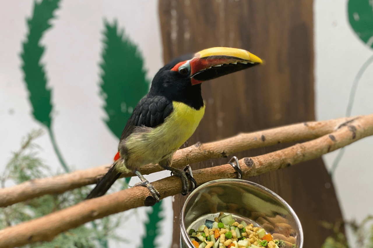 Animals | Roosevelt Park Zoo