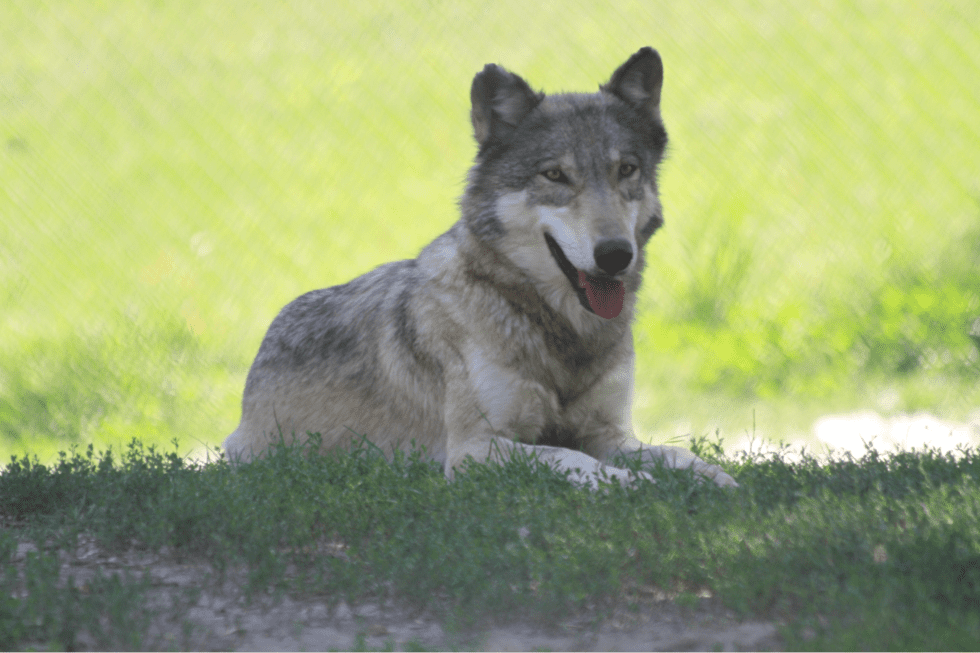 Animals | Roosevelt Park Zoo