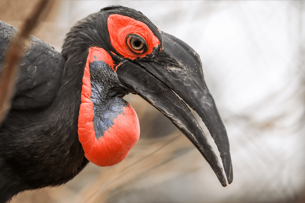 Animals | Roosevelt Park Zoo