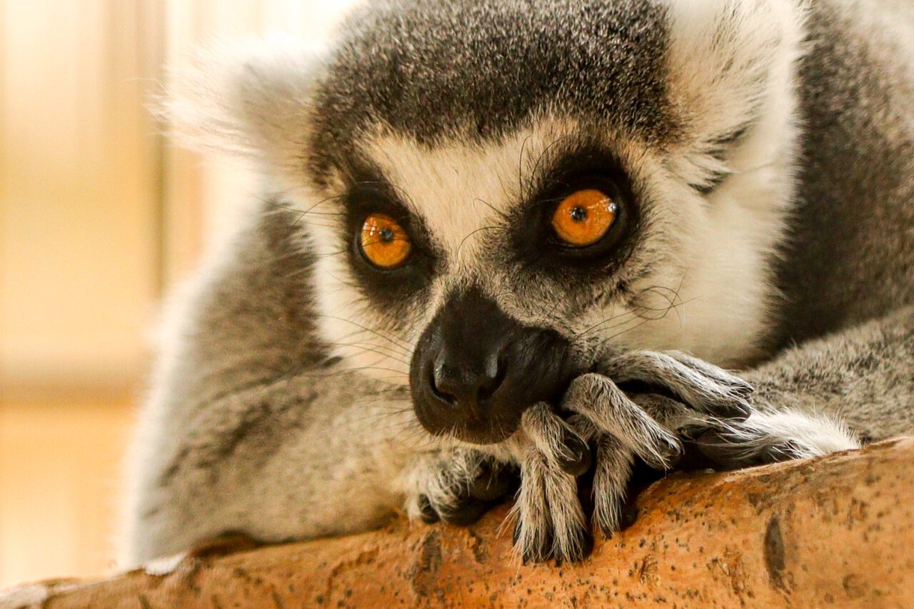 Animals | Roosevelt Park Zoo