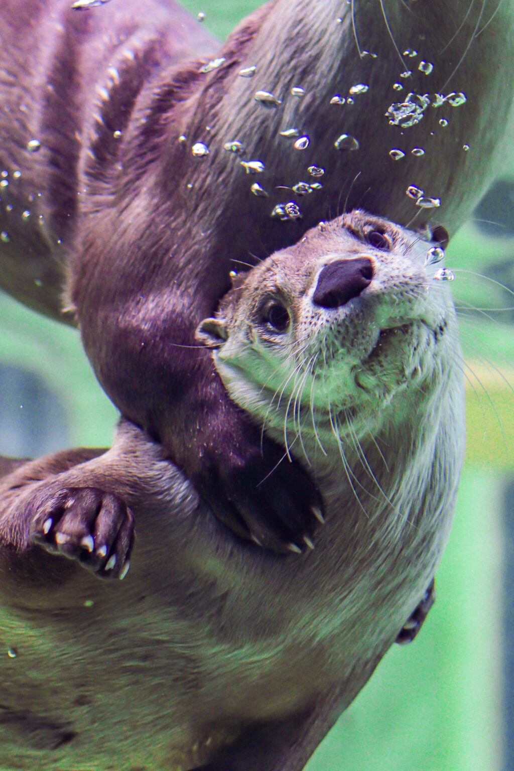 Roosevelt Park Zoo | Let the world surround you at the Roosevelt Park Zoo