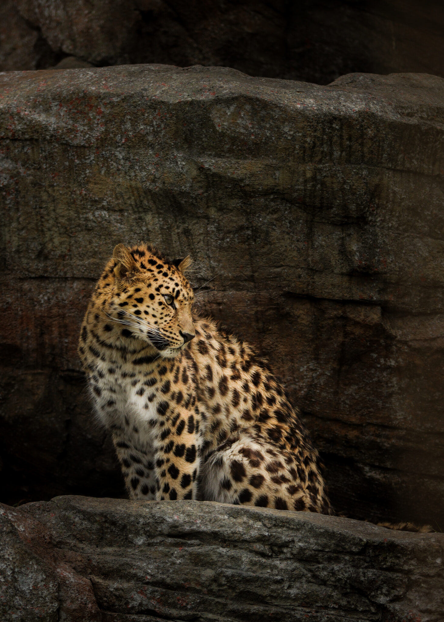 Roosevelt Park Zoo | Let the world surround you at the Roosevelt Park Zoo