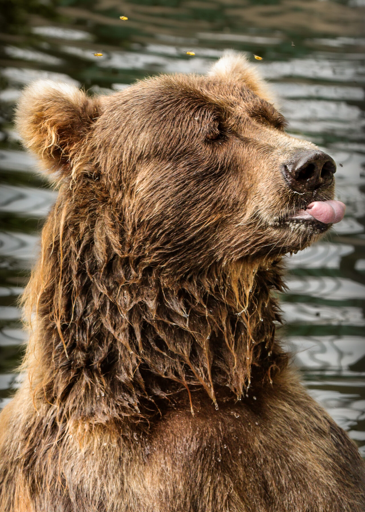 Roosevelt Park Zoo | Let the world surround you at the Roosevelt Park Zoo