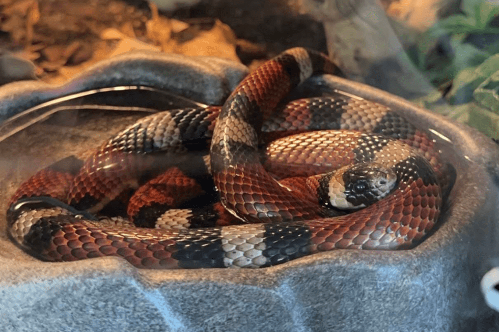 Animals | Roosevelt Park Zoo