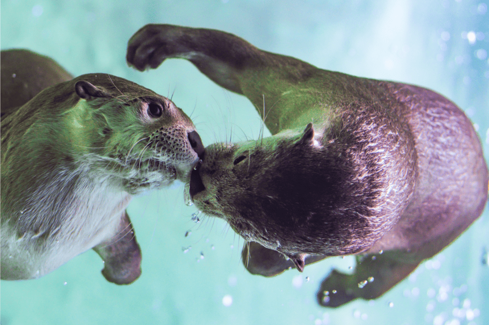 Animals | Roosevelt Park Zoo