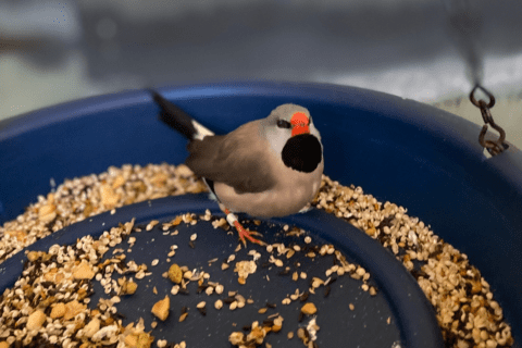 Animals | Roosevelt Park Zoo