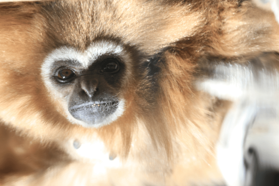 Animals | Roosevelt Park Zoo