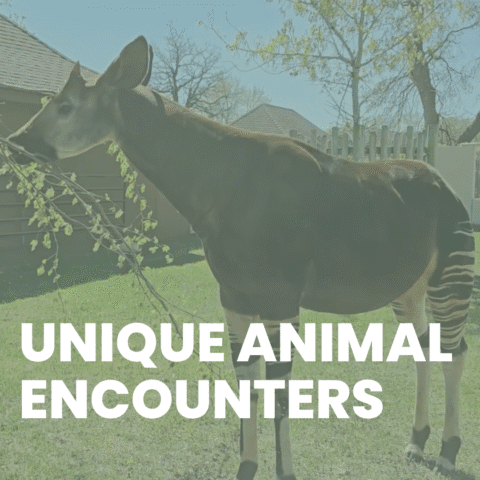 Plan Your Visit | Roosevelt Park Zoo